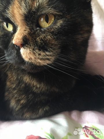 Отдам в хорошие руки