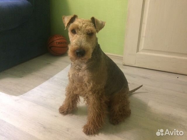 Вязка вельштерьер