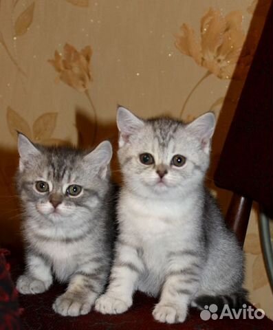 Британские котята