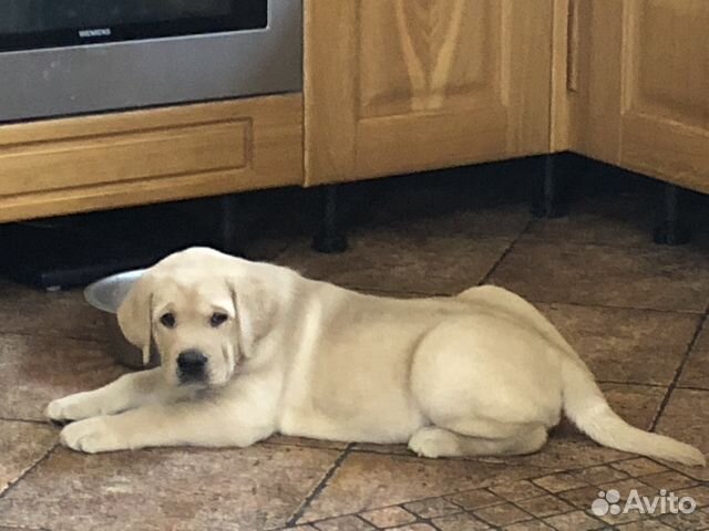 Палевые и чёрные пупсики