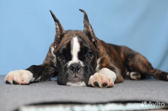 Щеночек боксера