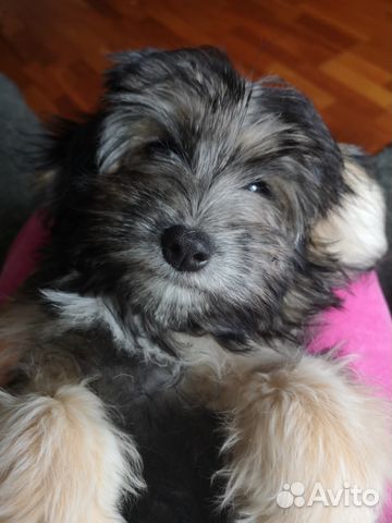 Малая львиная собака (лёвхен, бишон лион)