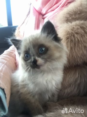 Котёнок