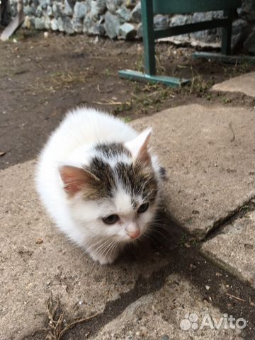 Котёнок в добрые руки