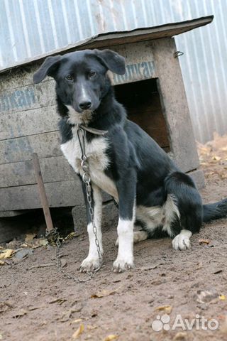 В добрые руки