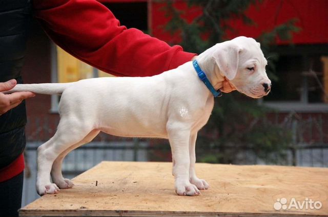 Аргентинский дог, девочка