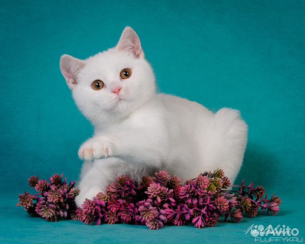 Белый британский котик