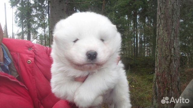 Щенки самоеда, щенки хаски