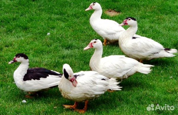 Индоутки живые и тушки