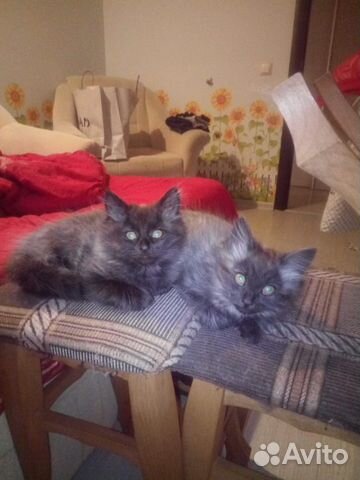 Котики ждут семью