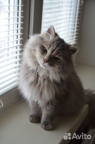 Нежная киса Мурочка ищет дом