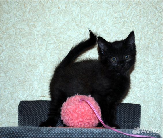 Тотошка 1,5мес