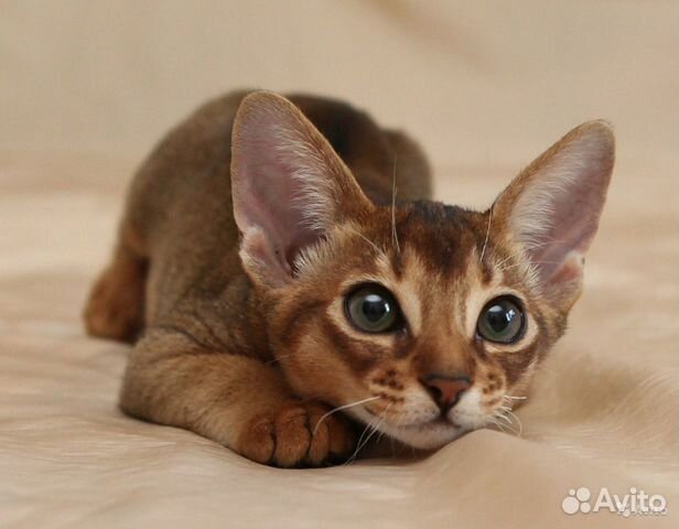 Рыжие ручные лисята