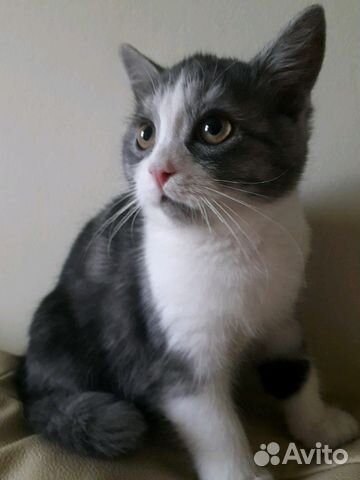 Котенок в добрые руки