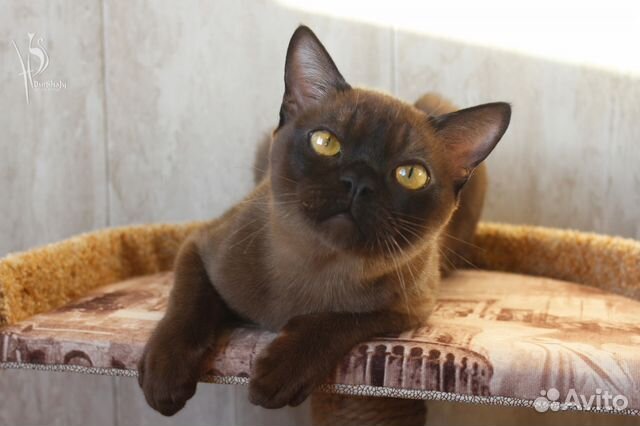 Европейская бурма соболиный мальчик