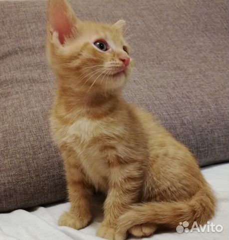 Рыжий кот счастье зовет, хотя ему всего 2 мес