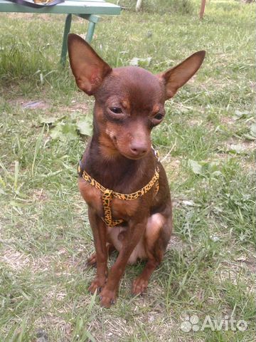 Той-терьер вязка