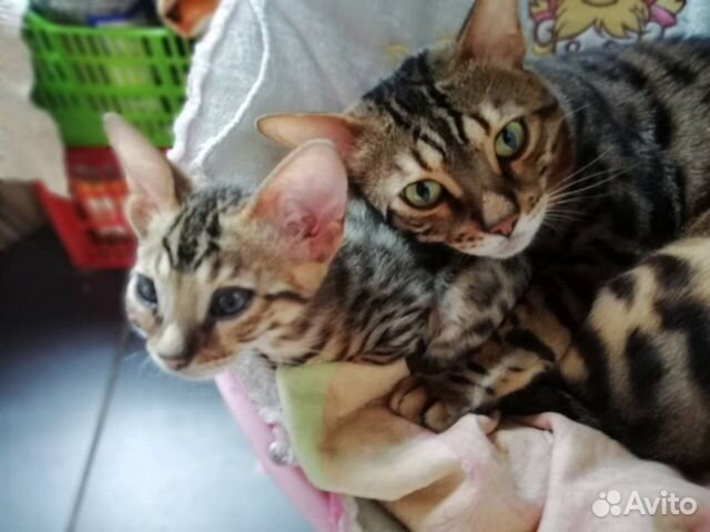 Котята Бенгалы, Мейн-куны