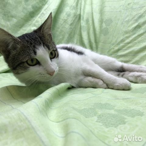 Душечка кошка котёнок 7 месяцев