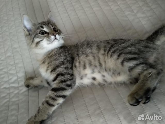 Полосато - тигровый котенок, ласковая девочка