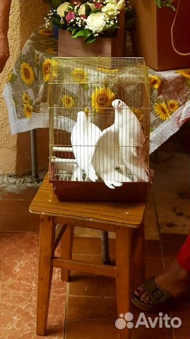 Голуби для свадьбы пара