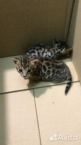 Малыши бенгалы ждут заботливых хозяев