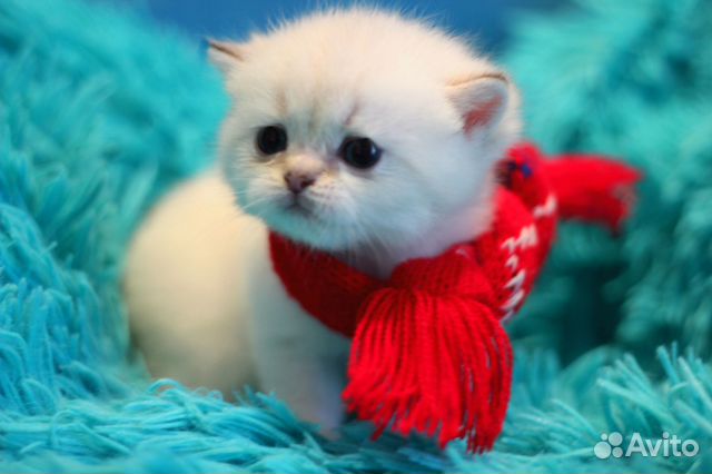 Роскошная леди Джульетта колор пойнт