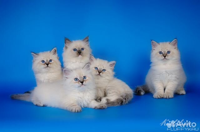 Клубные Невские маскарадные котята 2 месяца