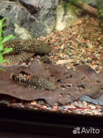 Аквариумная рыбка сомик