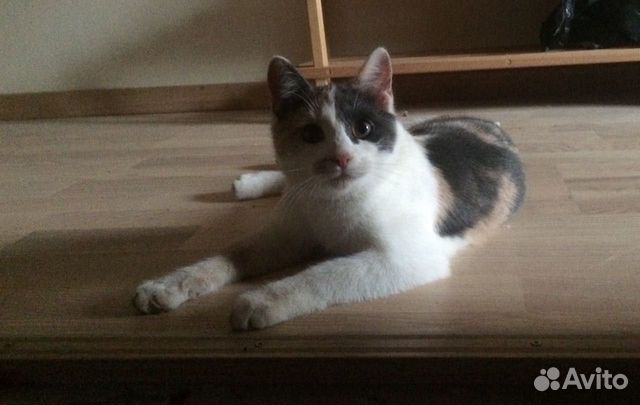 Кошечка черепашка ищет дом