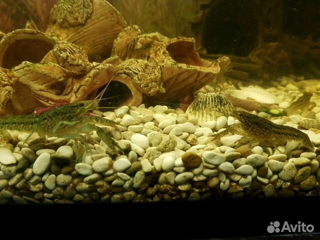 Мраморные рачки