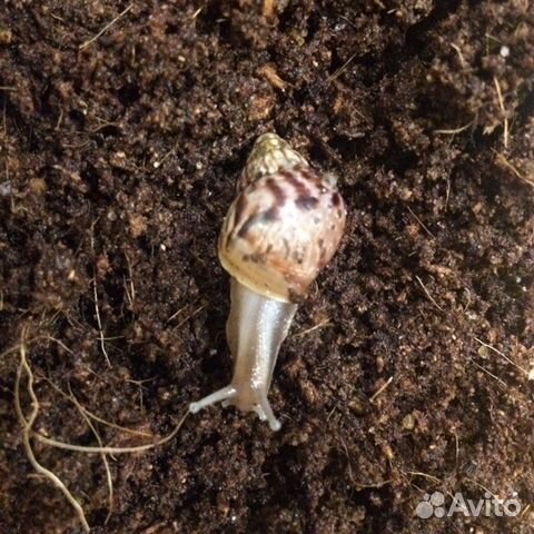 Улитки Ахатинки