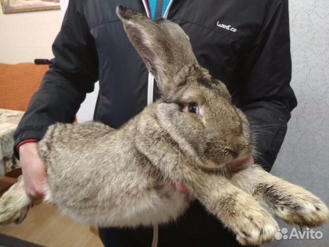 Продам крола великана