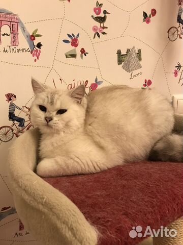 Британская короткошерстная