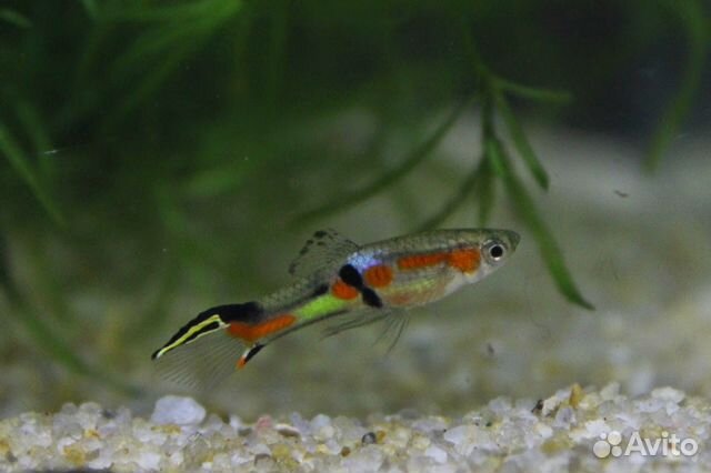 Рыбки гуппи