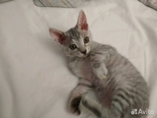 Донской свинкс