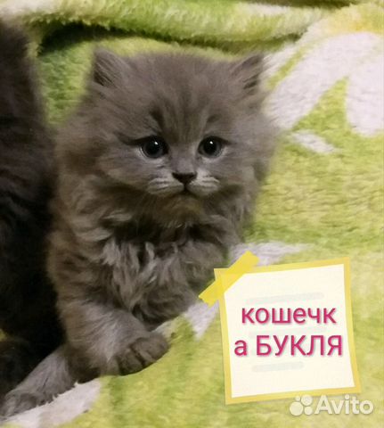 Шотландские вислоухие котята