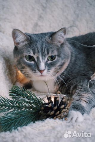 Кошка Няша