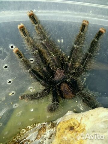 Паук-птицеед Avicularia sp. Peru Purple