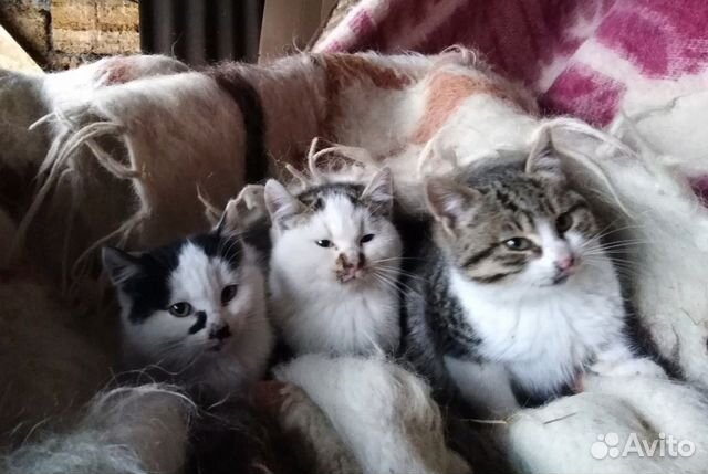 Щекастые чудесные котята ищут дом