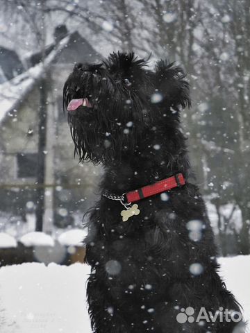 Черный миттельшнауцер Федор, 8 лет, ищет новый дом