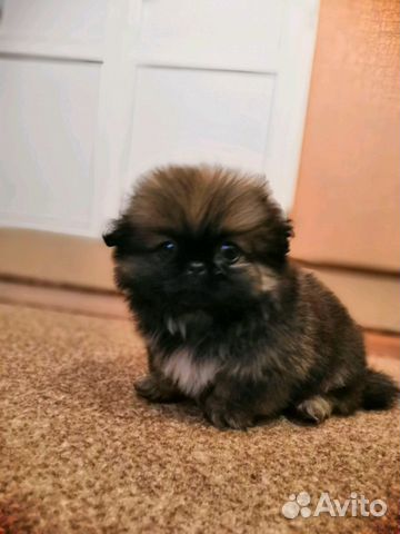 Пекинес мальчик, 2 месяца