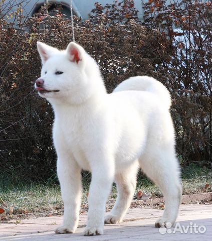 Щенок акита ину белая девочка