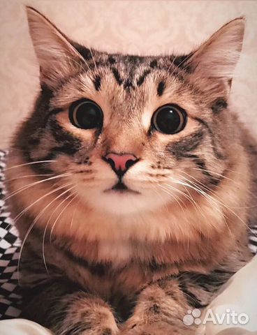 Кот бесплатно