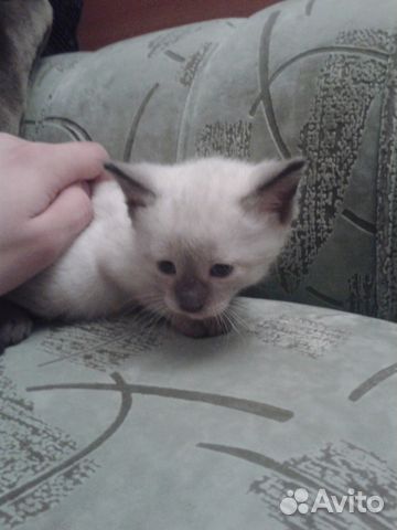 Котята