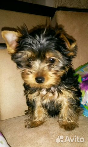 Малышки йорки