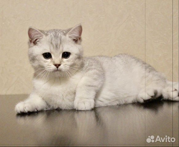 Британский котик