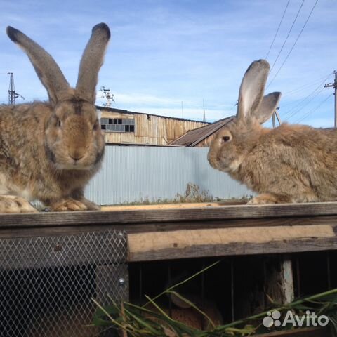Кролики на племя