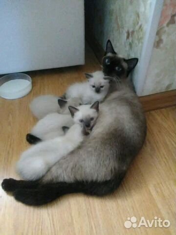 Тайские котятки-Пушистый подарочек на новый год