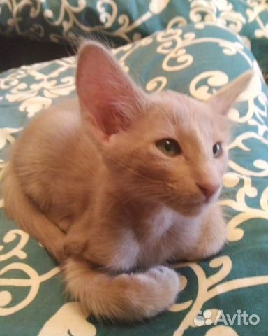 Яванез девочка лилового окраса